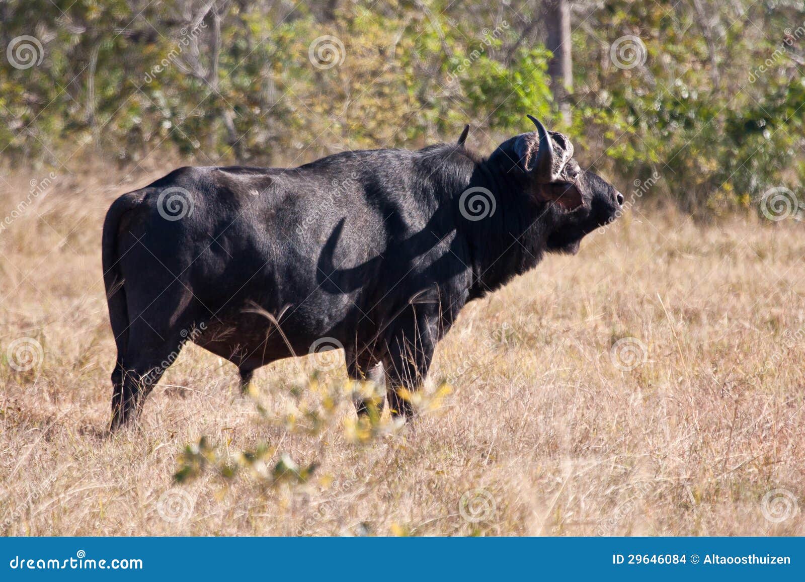 Cape buffalo standing stock photo. Image of masculine - 29646084