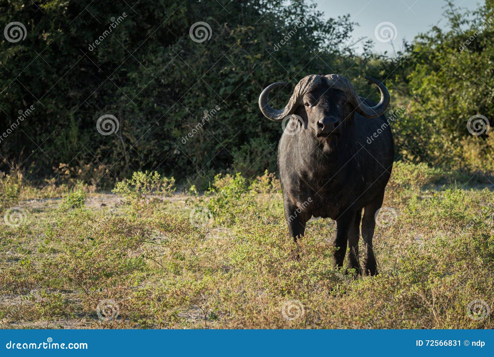 Cape Buffalo Standing in Clearing Facing Camera Stock Image - Image of ...