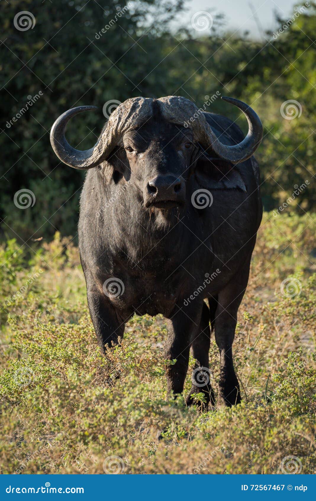 Cape Buffalo Standing Facing Camera in Sunshine Stock Image - Image of ...