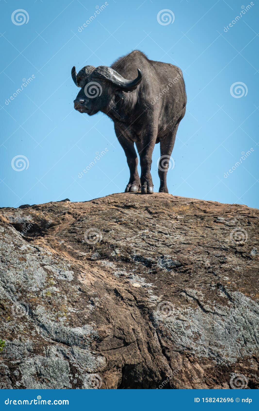 Cape Buffalo Standing on Rock Against Sky Stock Photo - Image of animal ...