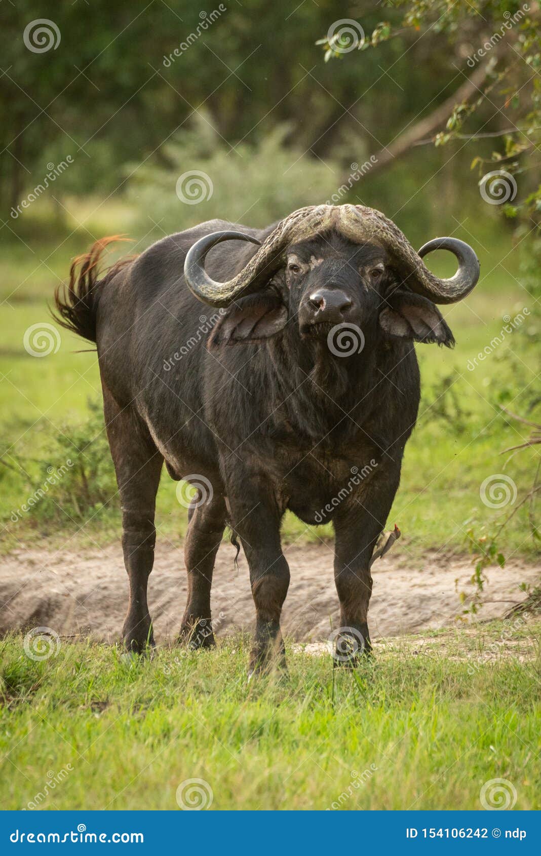 Buffalo Is Stands In Front Of A Cattlepen Stock Photo | CartoonDealer ...