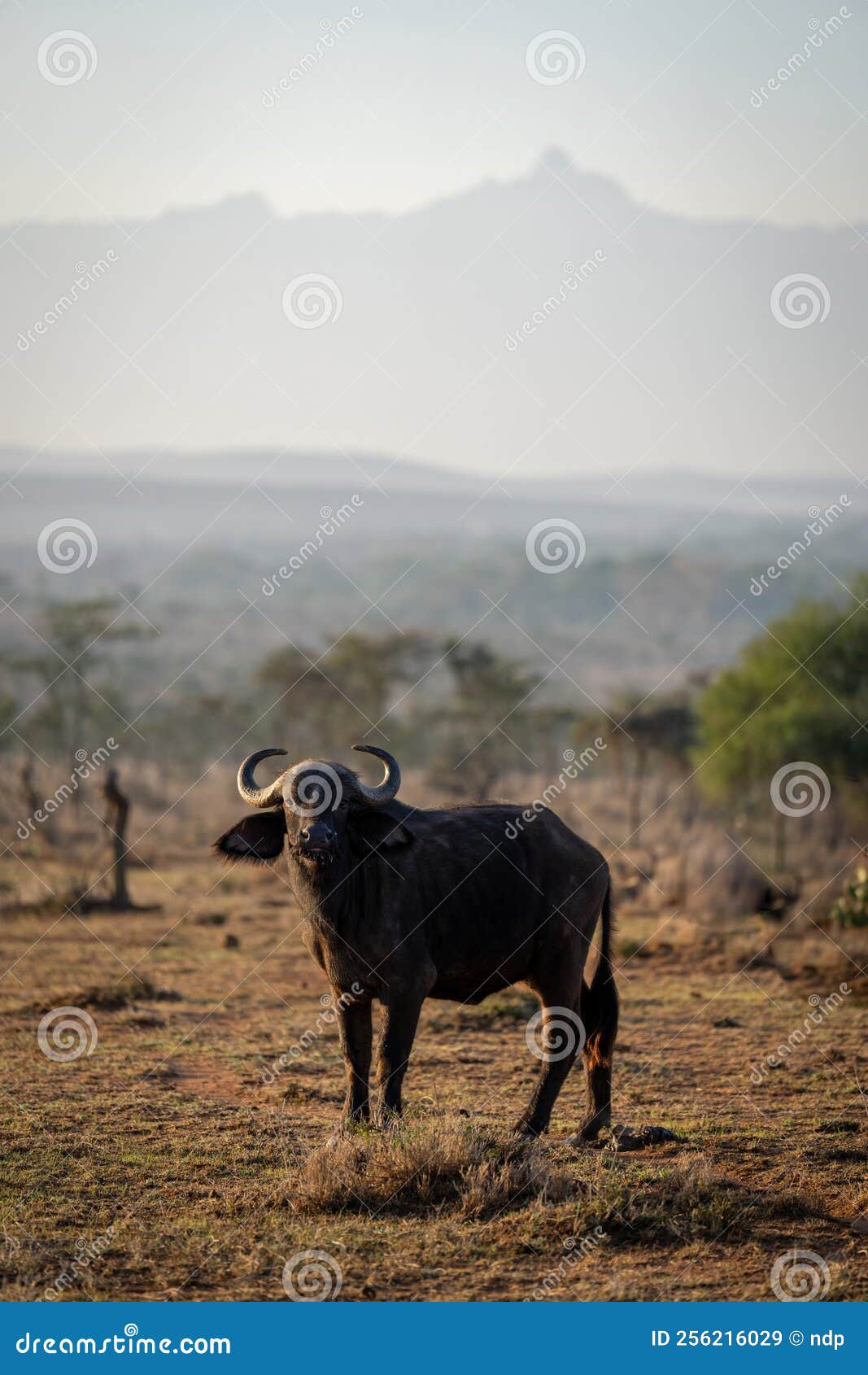Cape Buffalo Stands with Mount Kenya Behind Stock Image - Image of ...