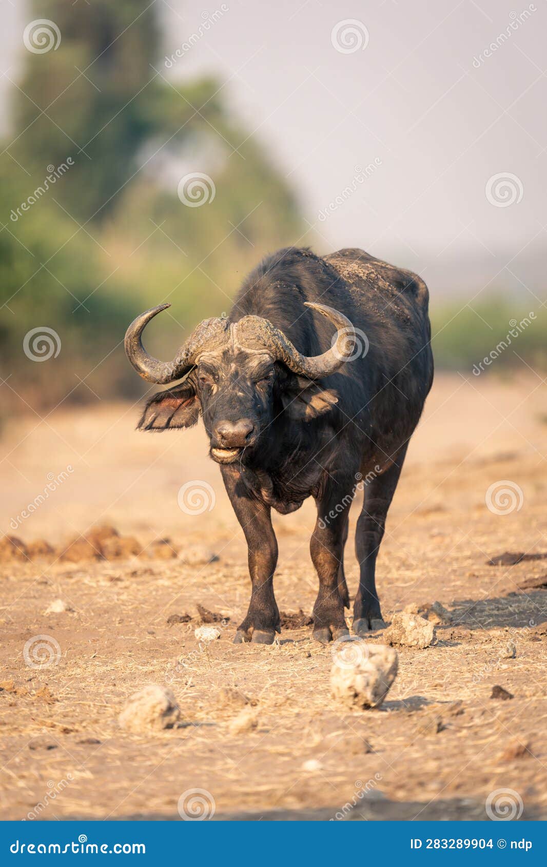 Cape Buffalo Stands among Rocks Chewing Cud Stock Photo - Image of ...
