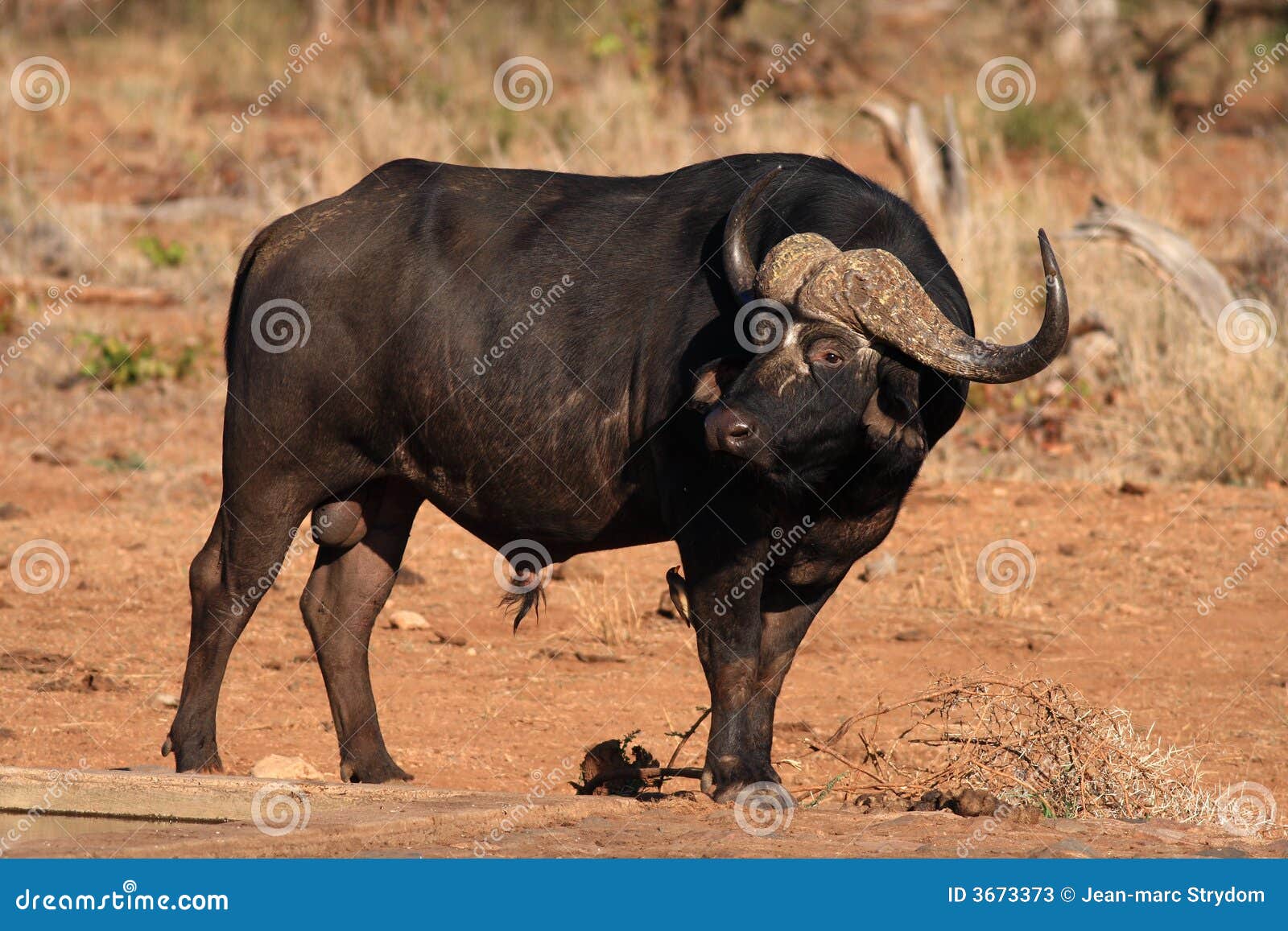 Cape Buffalo (Syncerus Caffer) Stock Image - Image of park, cape: 3673373