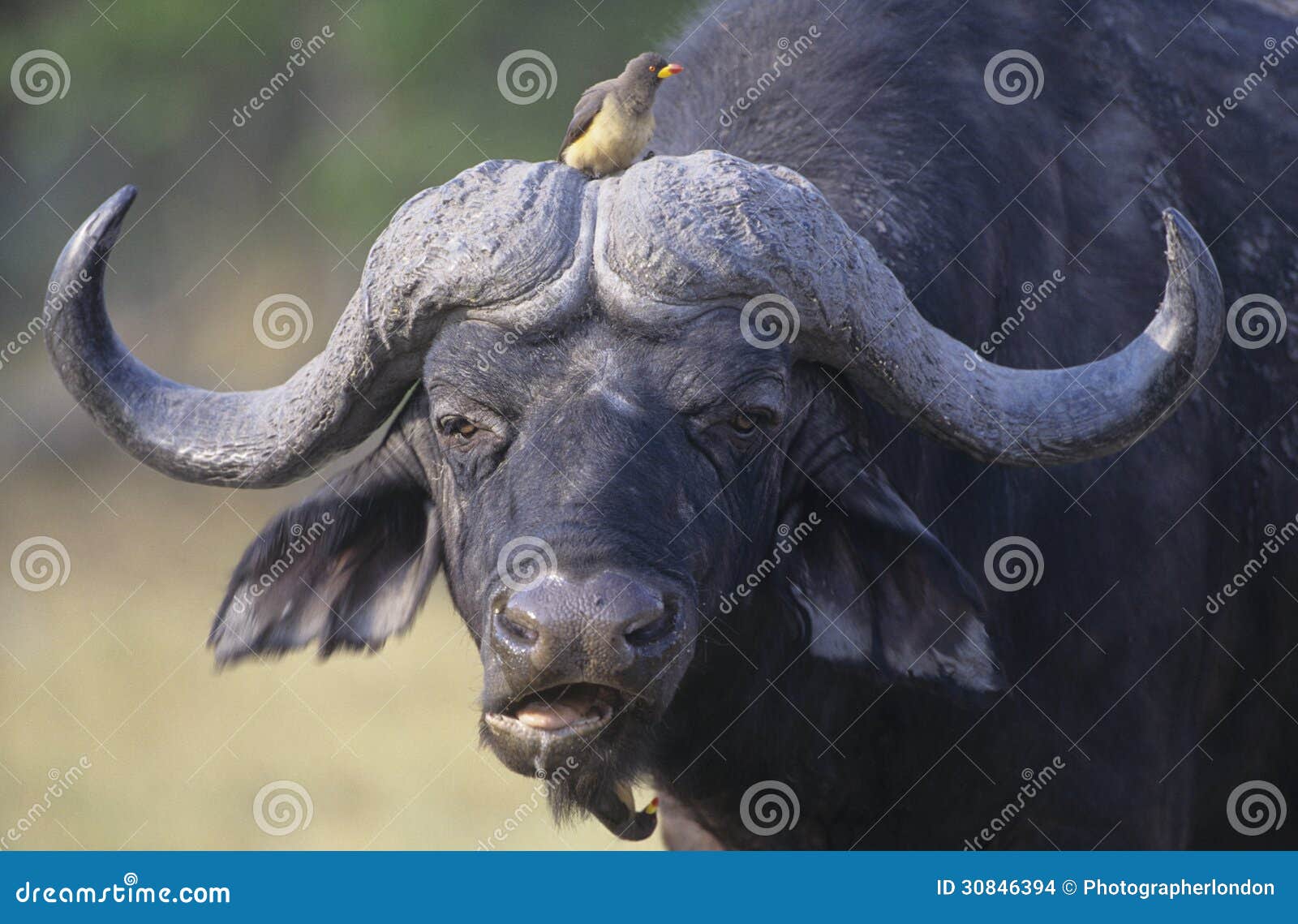Cape Buffalo (Syncerus Caffer) with Bird on Head Close-up Stock Photo ...