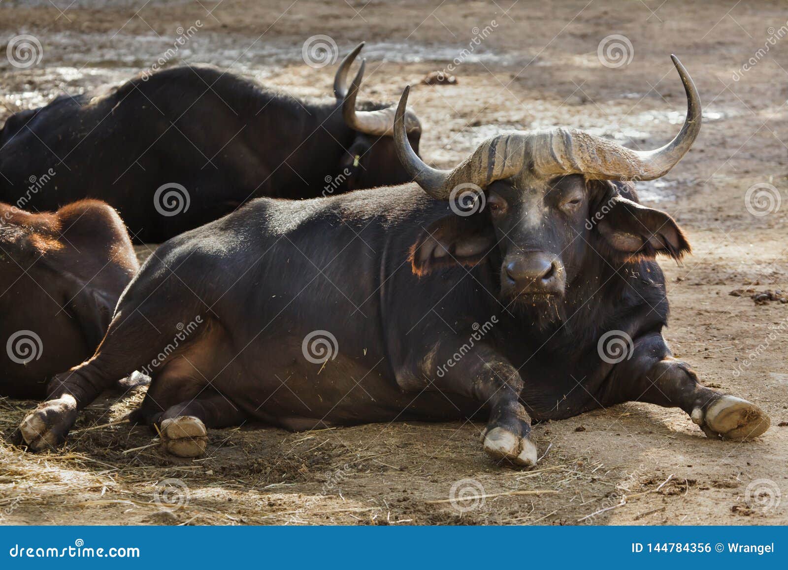Cape Buffalo Syncerus Caffer Caffer Stock Photo - Image of bovinae ...