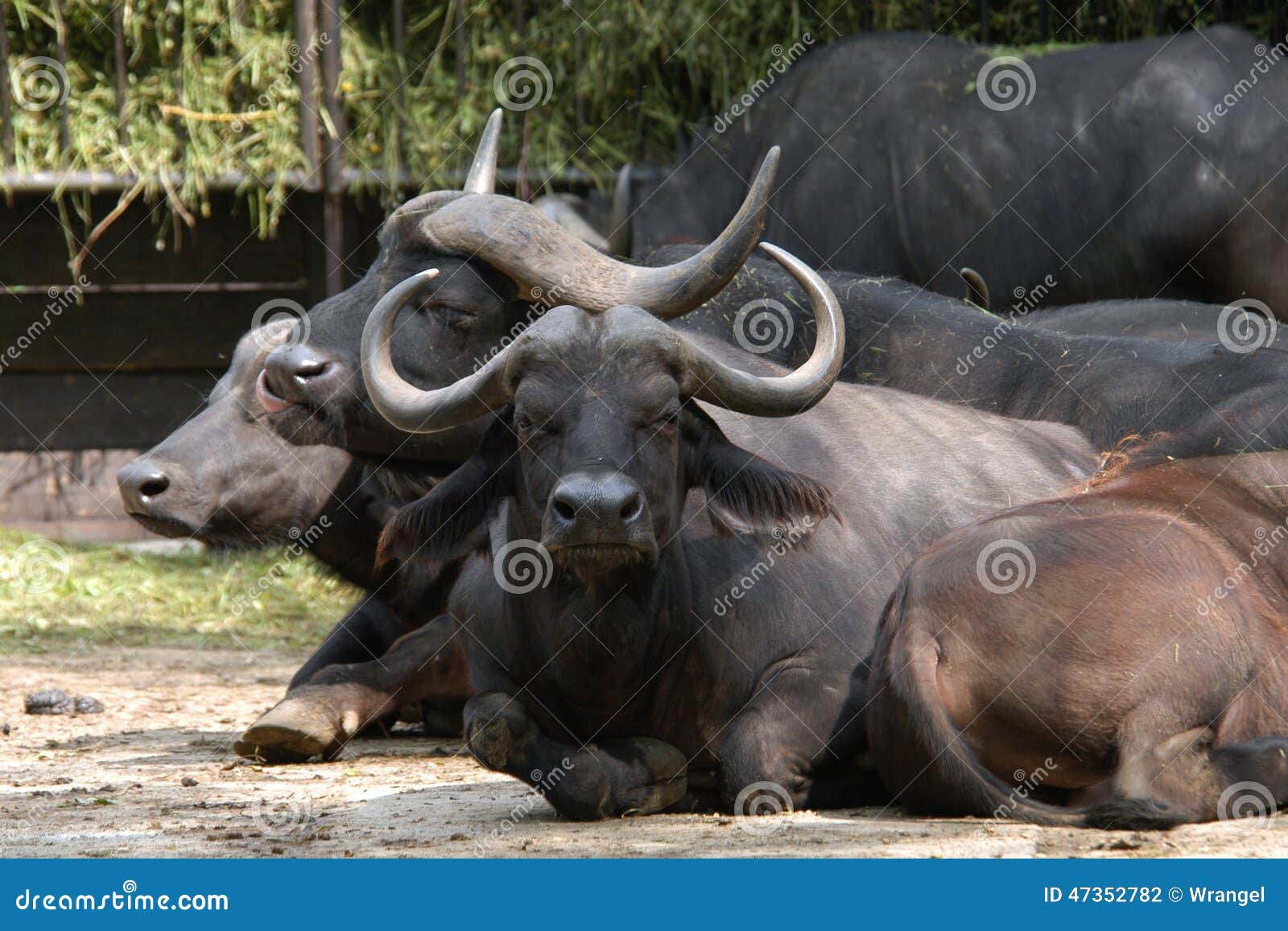 Cape buffaloes stock photo. Image of commonly, buffaloes - 47352782