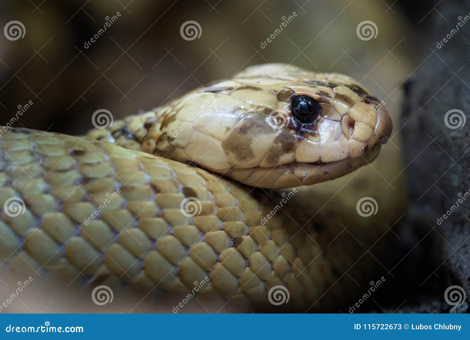 Cape cobra at rest stock image. Image of portrait, cape - 115722673