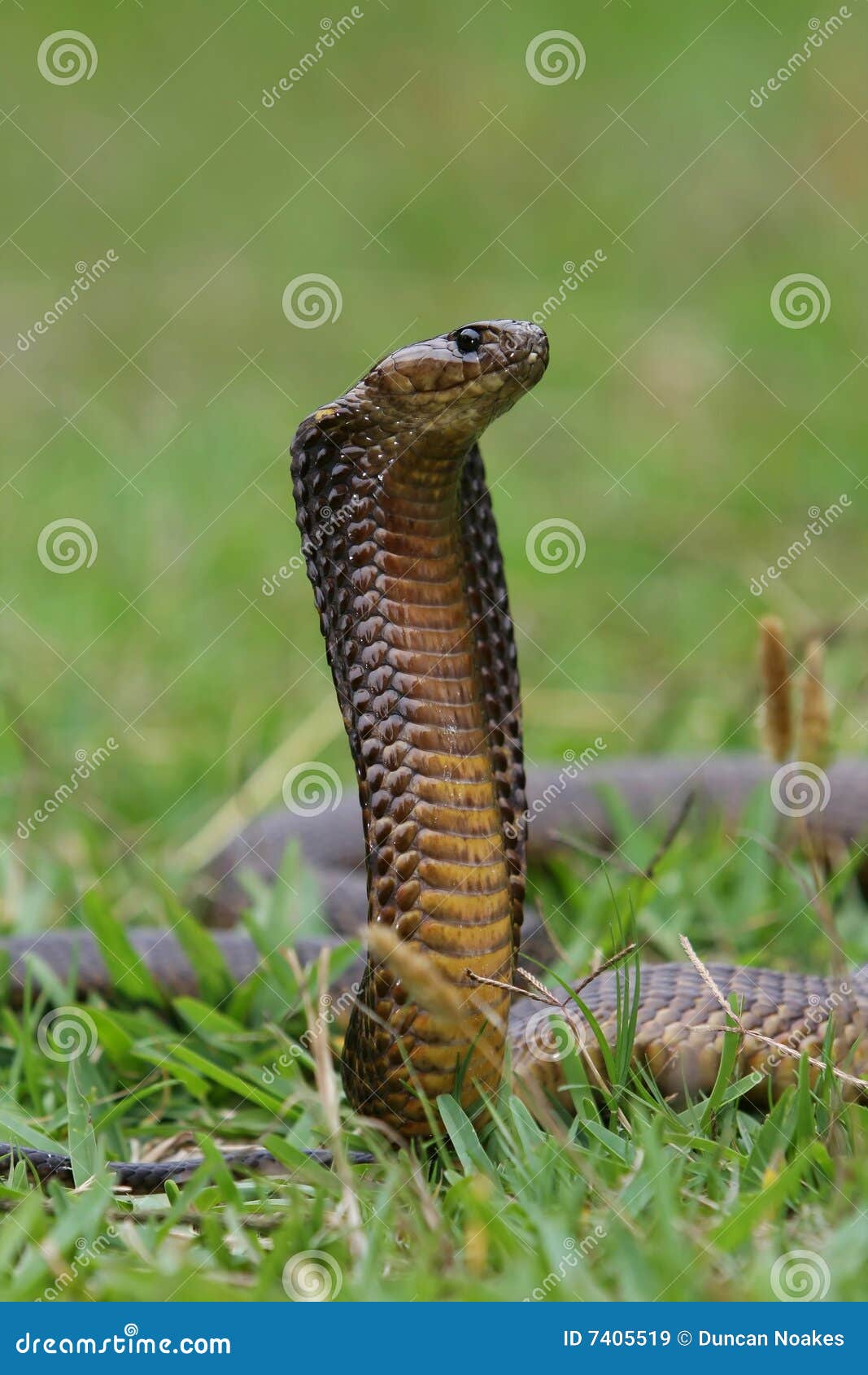 Cobra Snake Isolated On White Back Ground Royalty-Free Stock Photo ...