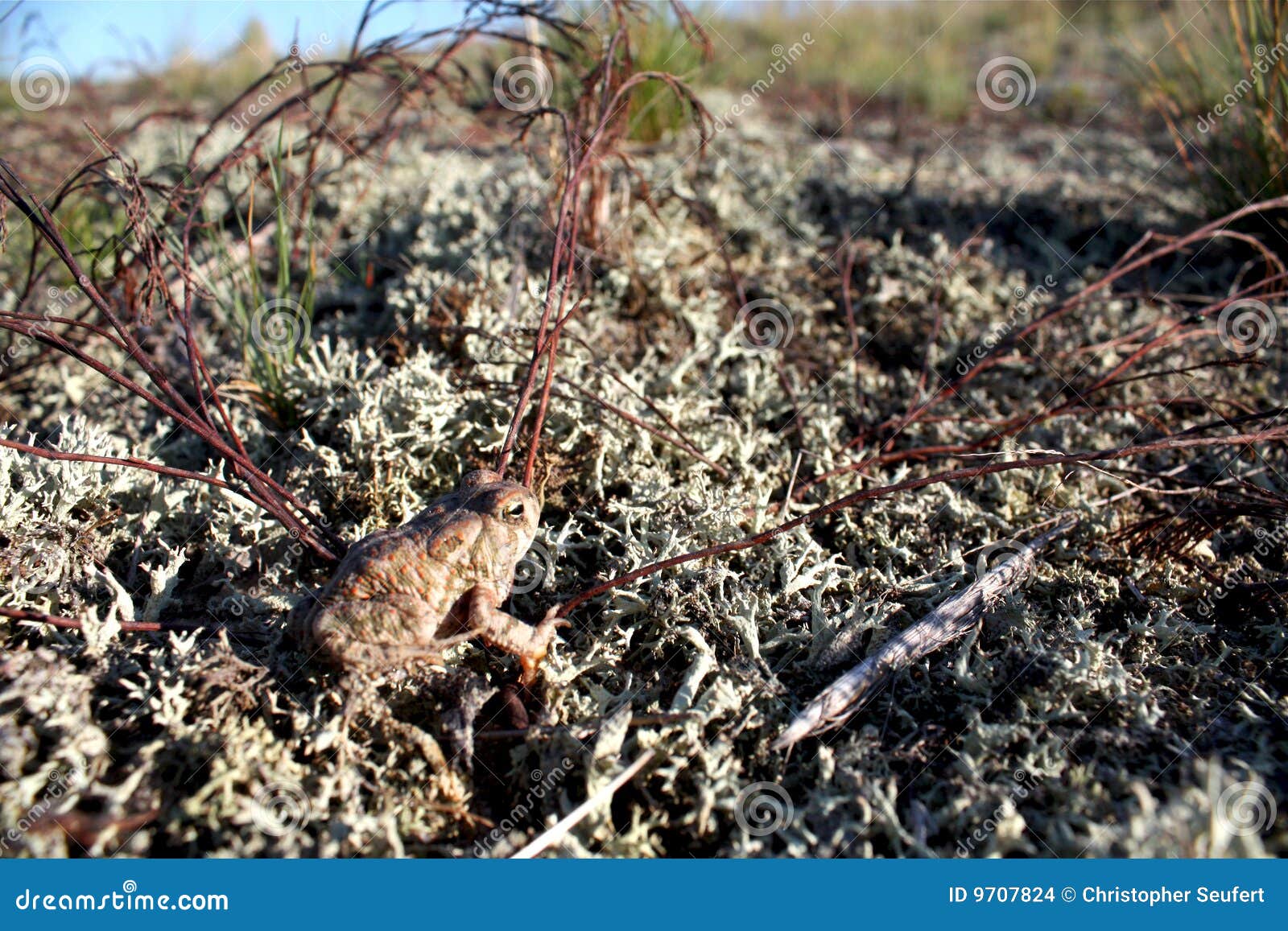 Cape Cod Beach Toad stock photo. Image of moss, toad, frog - 9707824