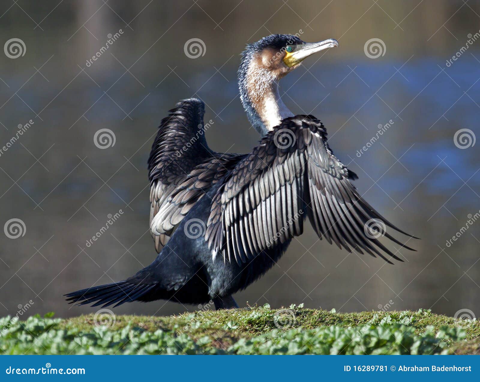Cape Cormorant stock image. Image of capensis, phalacrocorax - 16289781