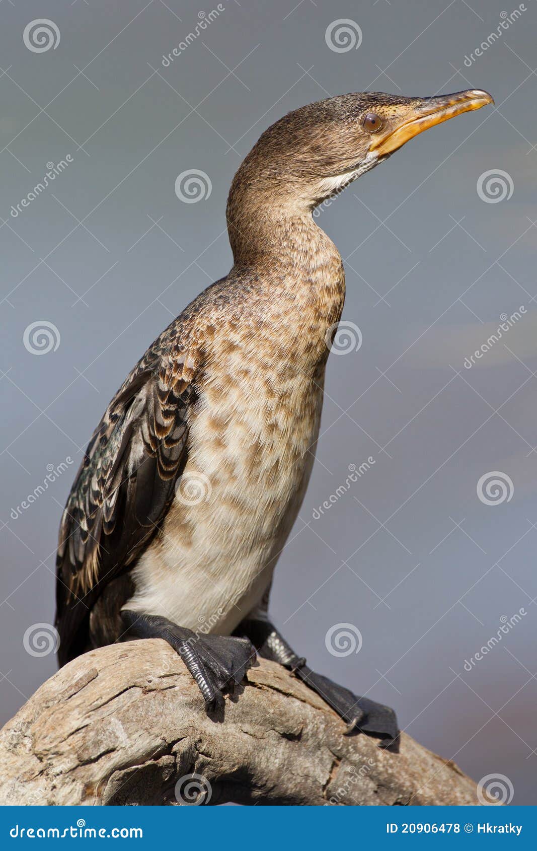Cape Cormorant (phalacrocorax Capensis) Stock Photo - Image of nature ...