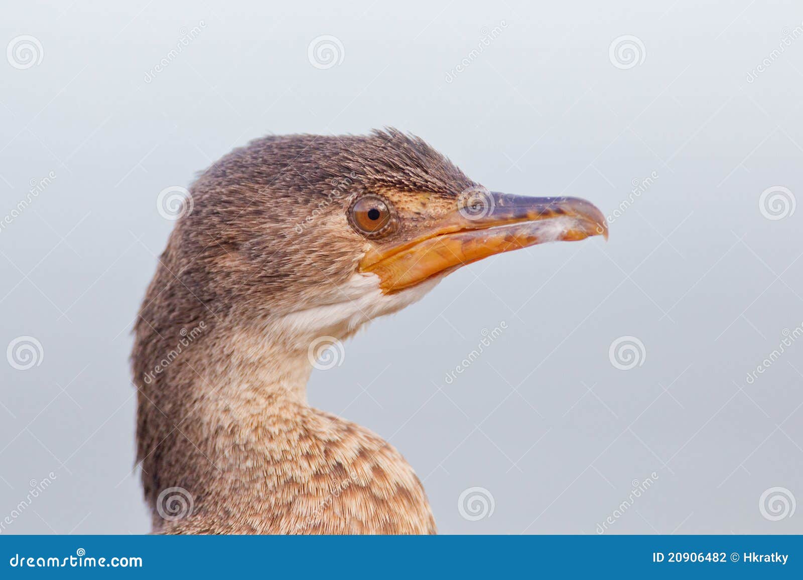 Cape Cormorant (phalacrocorax Capensis) Stock Photo - Image of ...
