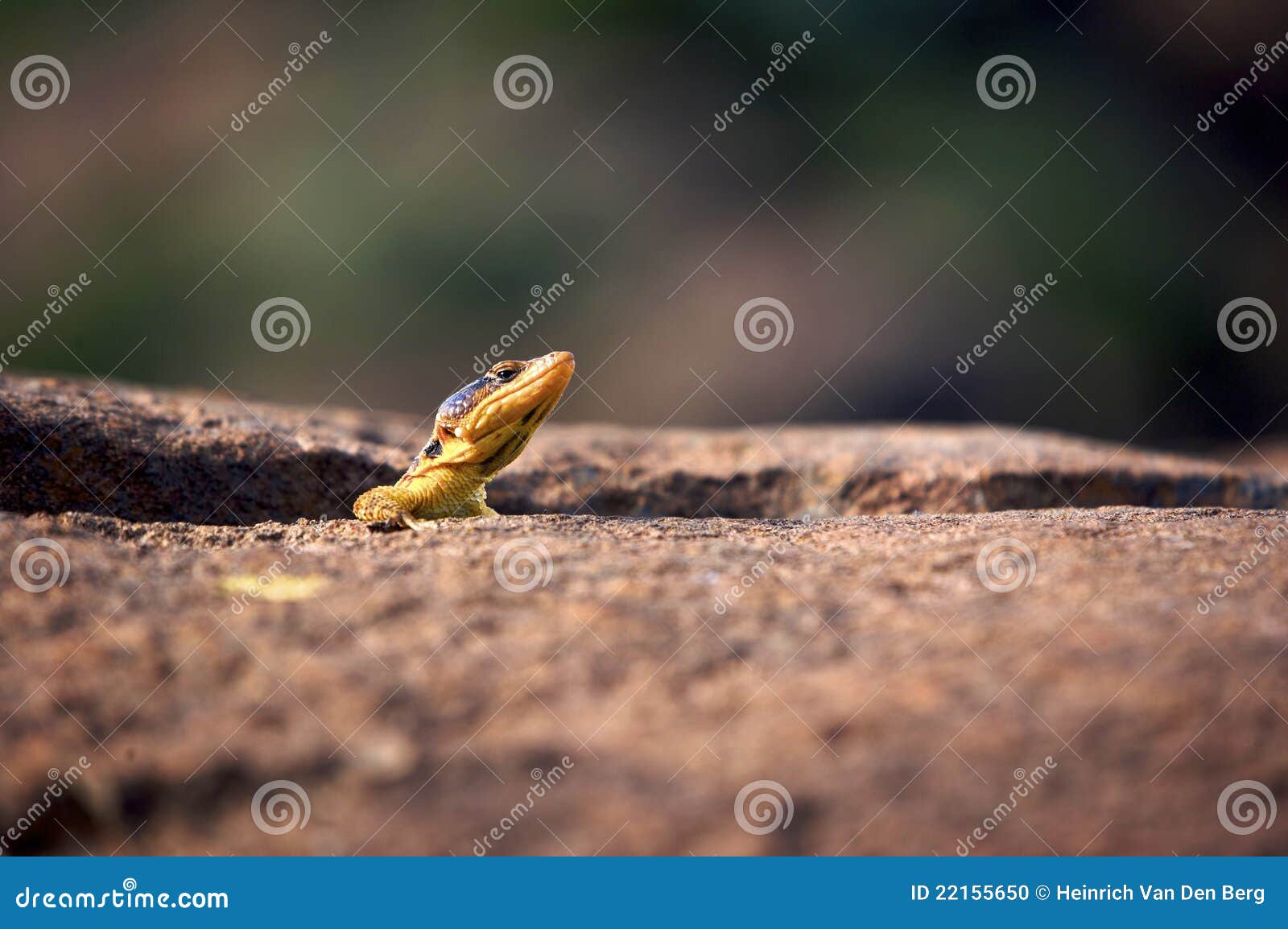 Cape Crag Lizard stock photo. Image of nature, pattern - 22155650
