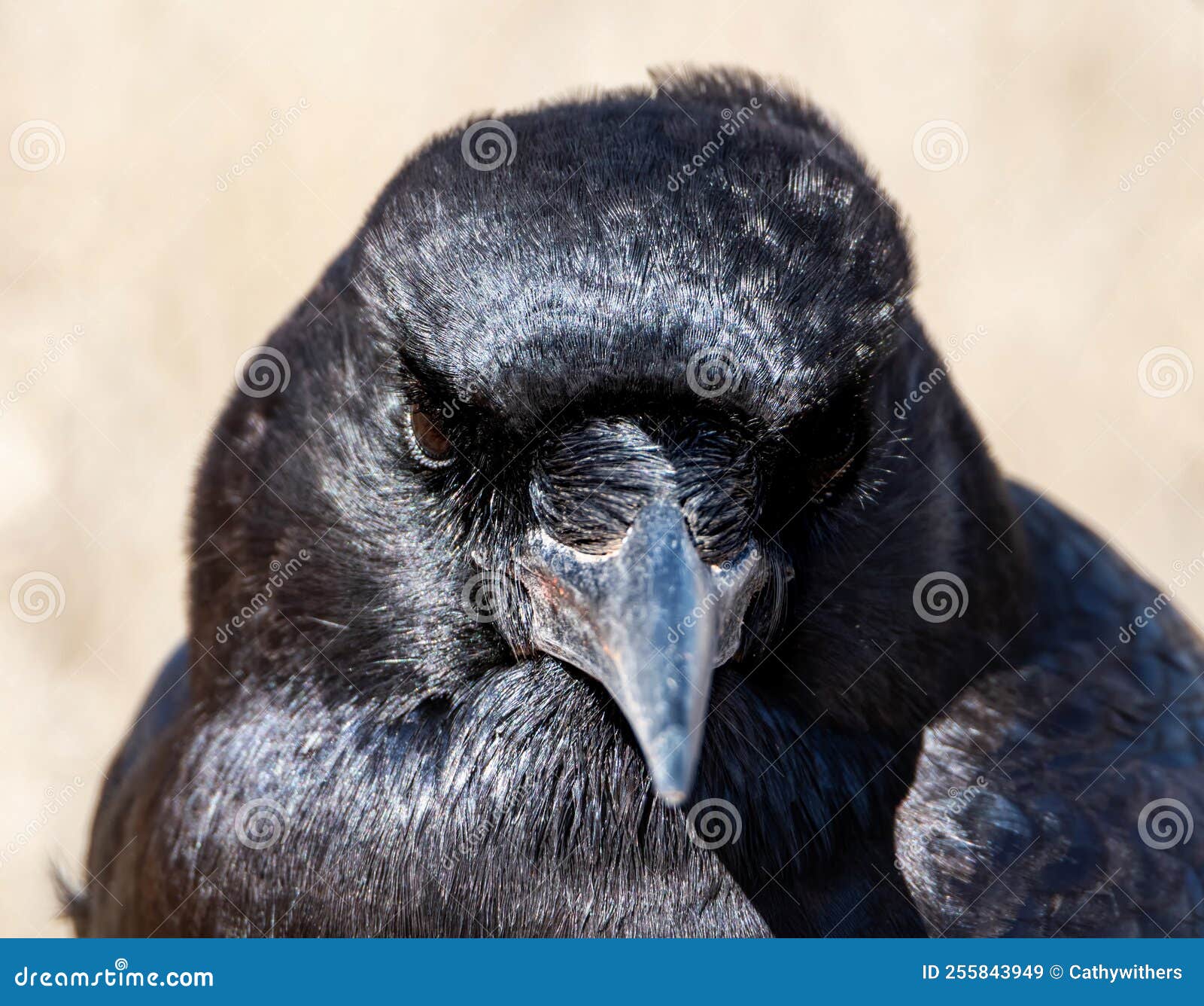 Cape Crow stock image. Image of feathers, raven, ground - 255843949