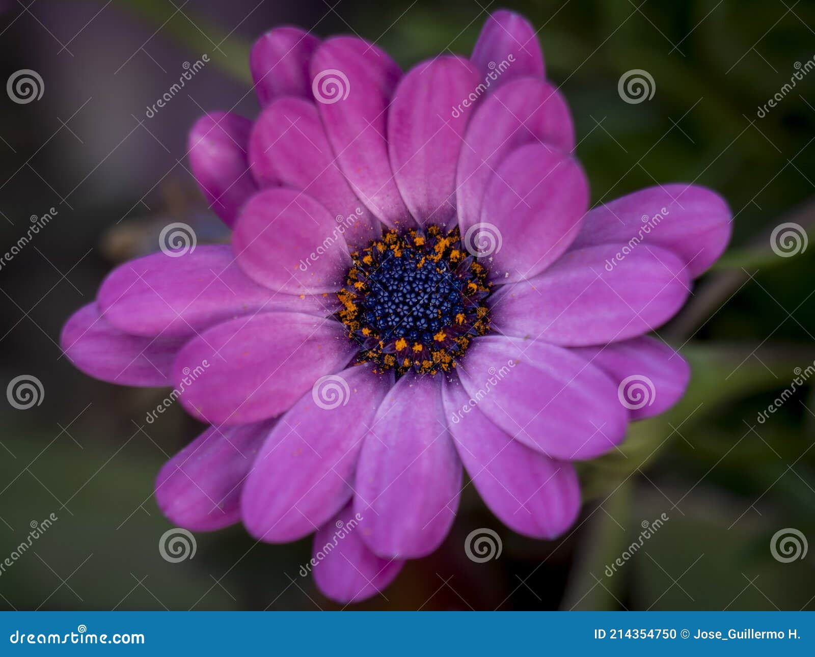 Cape Daisies Blooming in Spring Stock Photo - Image of fresh, light ...