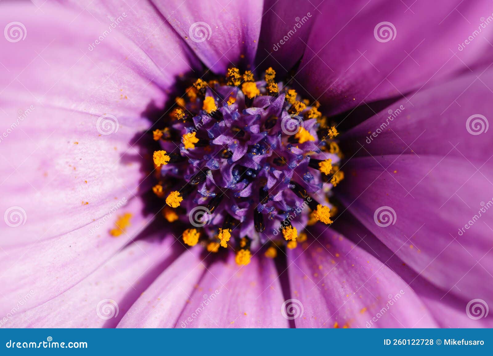 Cape Daisy Osteospermum Flower Stock Photo - Image of spring, yellow ...