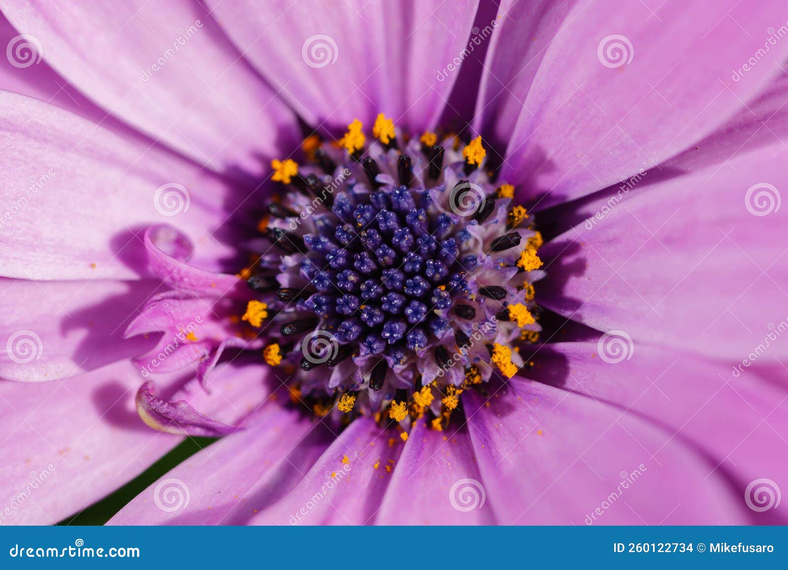 Cape Daisy Osteospermum Flower Stock Photo - Image of flower, plant ...
