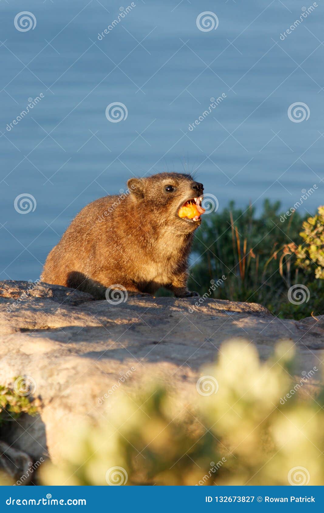 Cape Dassie stock image. Image of deep, beach, mice - 132673827