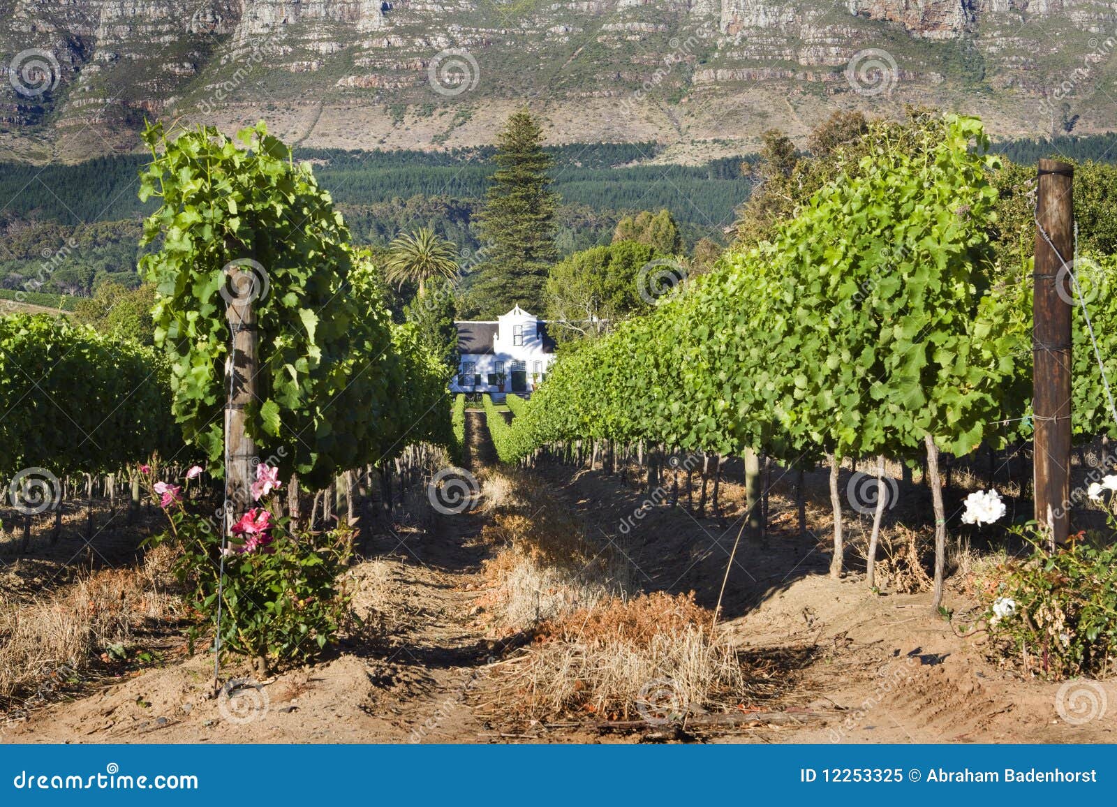 Wine Farm On The Western Cape Wine Route Royalty-Free Stock Image ...