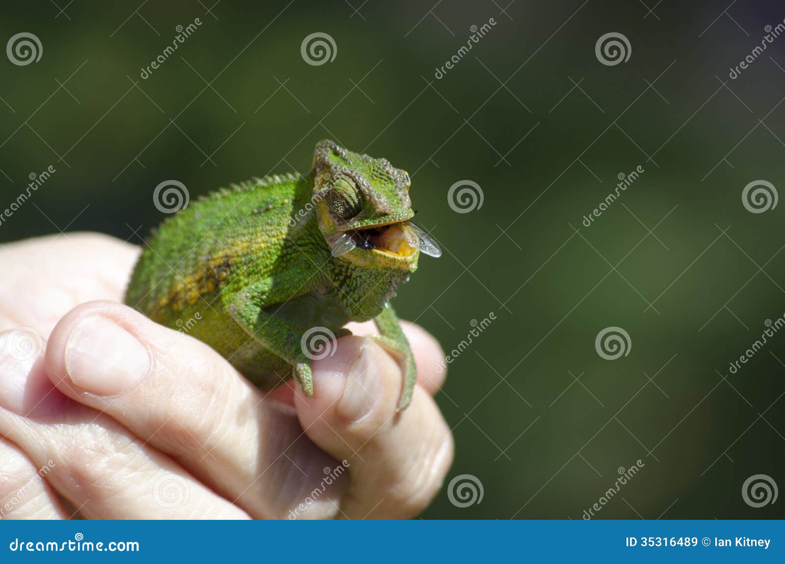 Cape Dwarf Chameleon Chewing a Fly Stock Image - Image of bradypodion ...