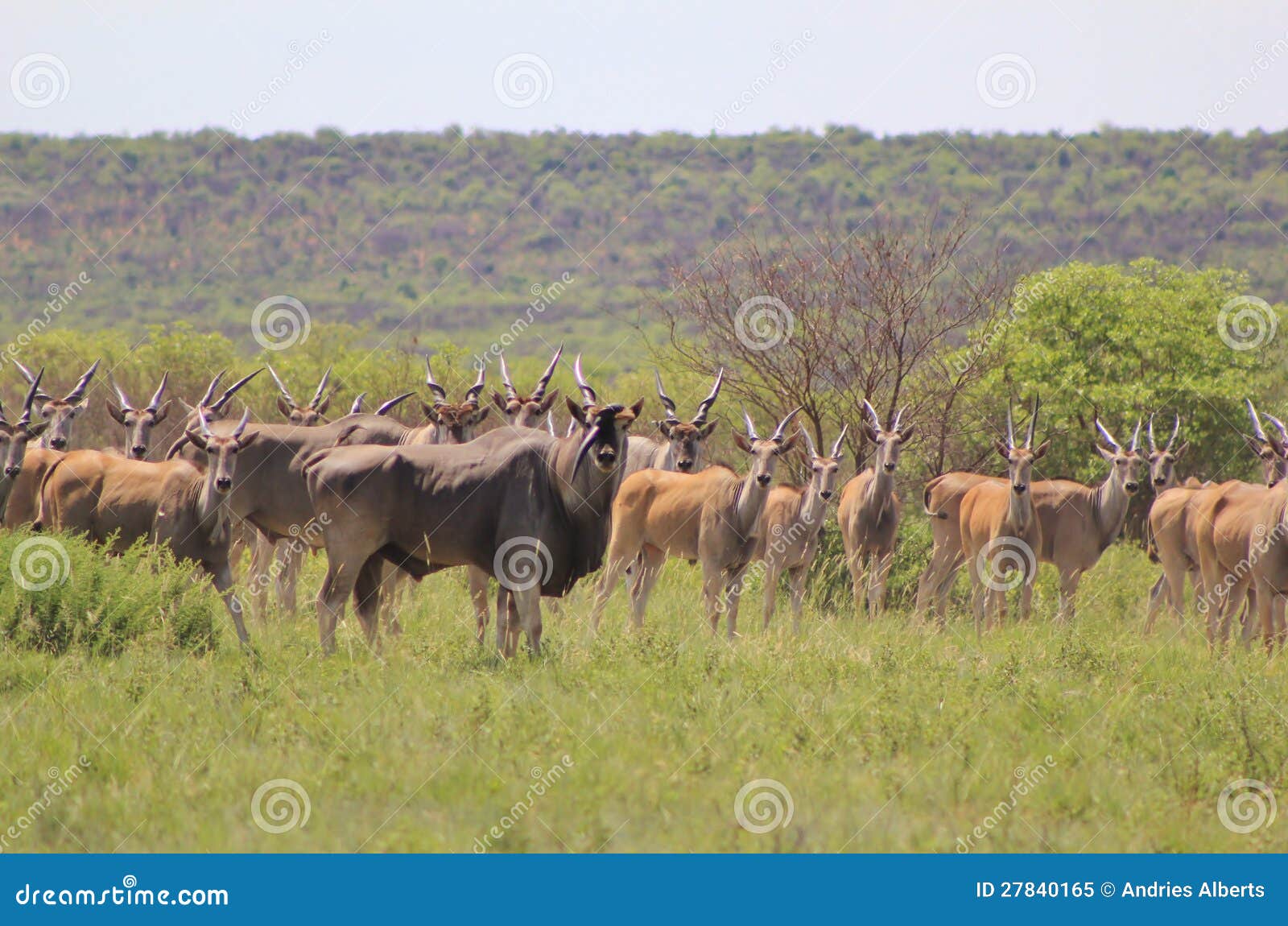 Cape Eland - African Antelope 2 Stock Image - Image of antelope, bull ...