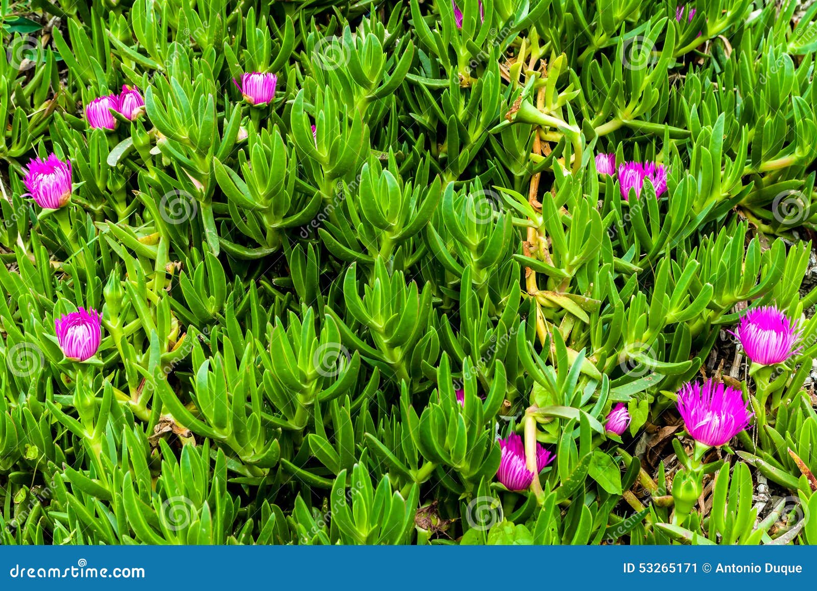 Cape fig stock image. Image of carpobrotus, bloom, delicate - 53265171