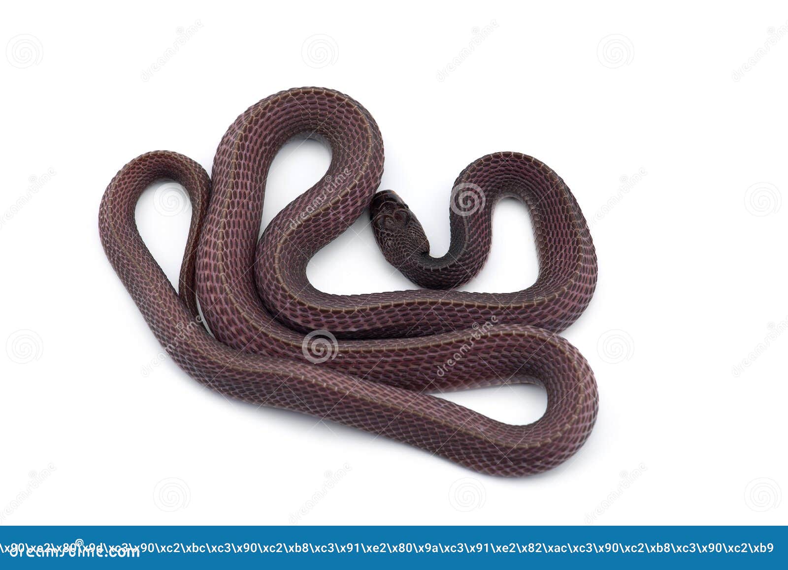 The Cape File Snake Isolated on White Background Stock Image - Image of ...