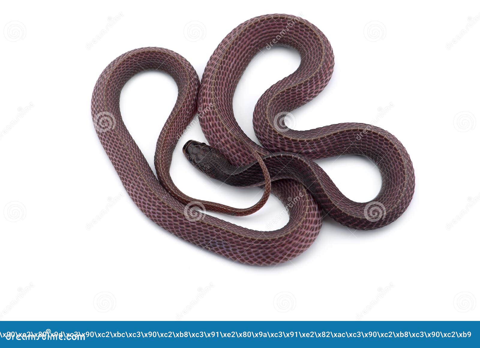 The Cape File Snake Isolated On White Background Royalty-Free Stock ...