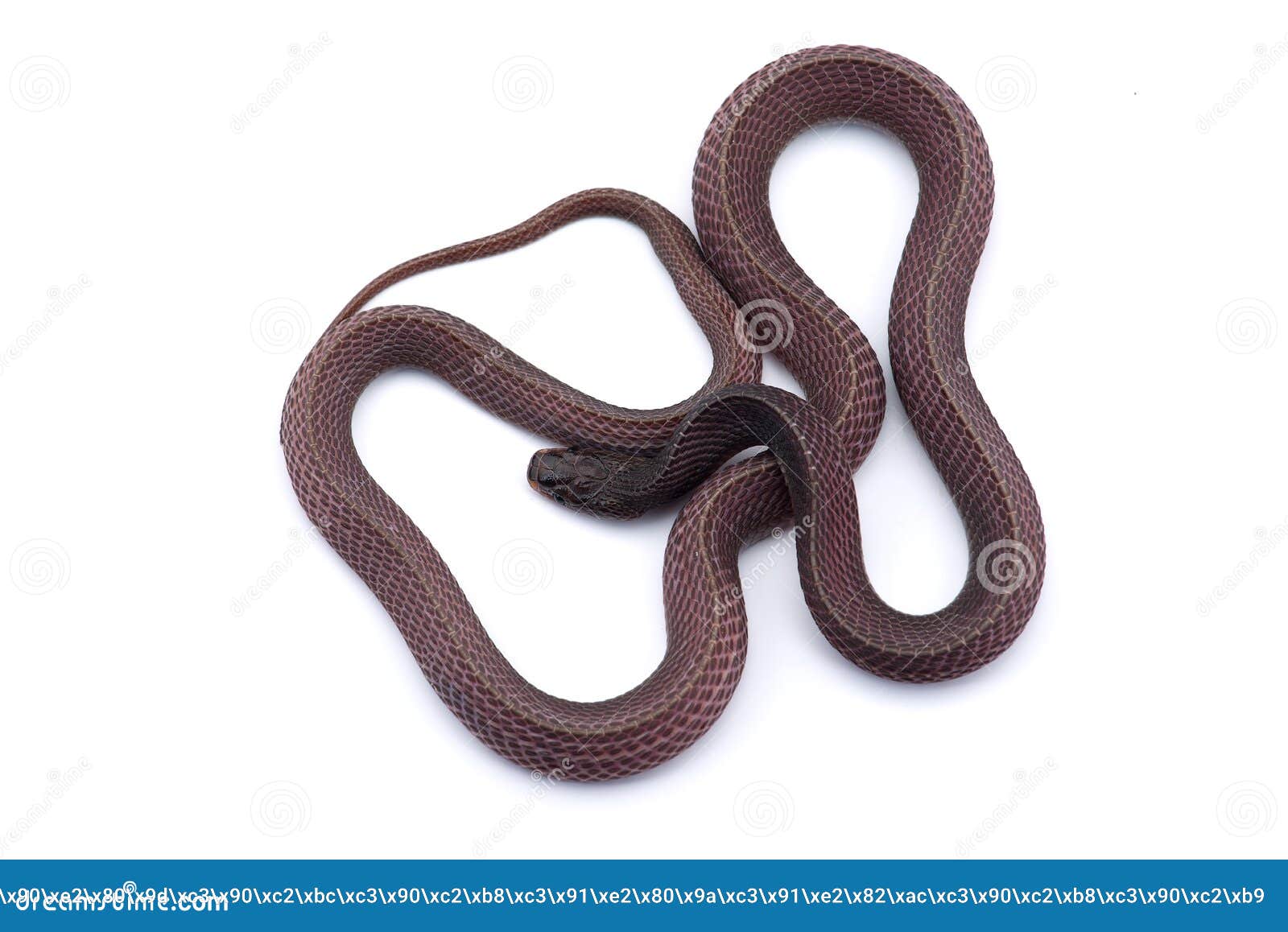 The Cape File Snake Isolated On White Background Royalty-Free Stock ...