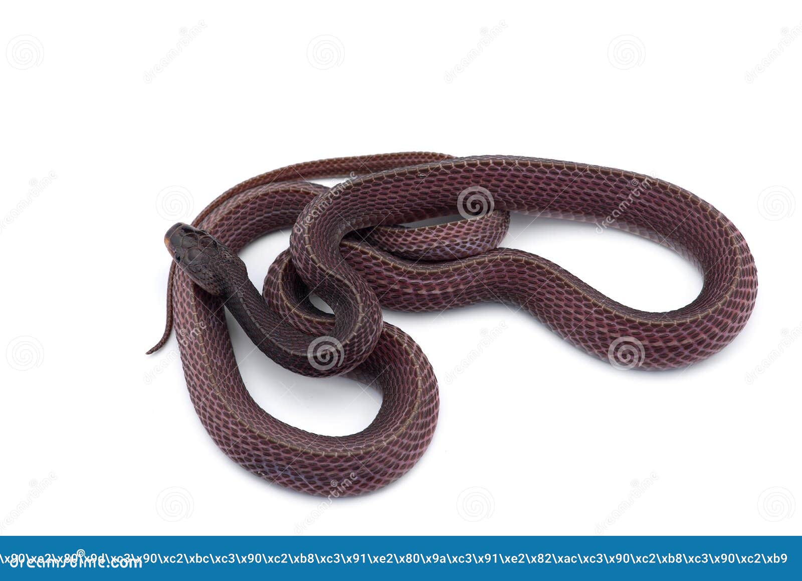 The Cape File Snake Isolated on White Background Stock Photo - Image of ...