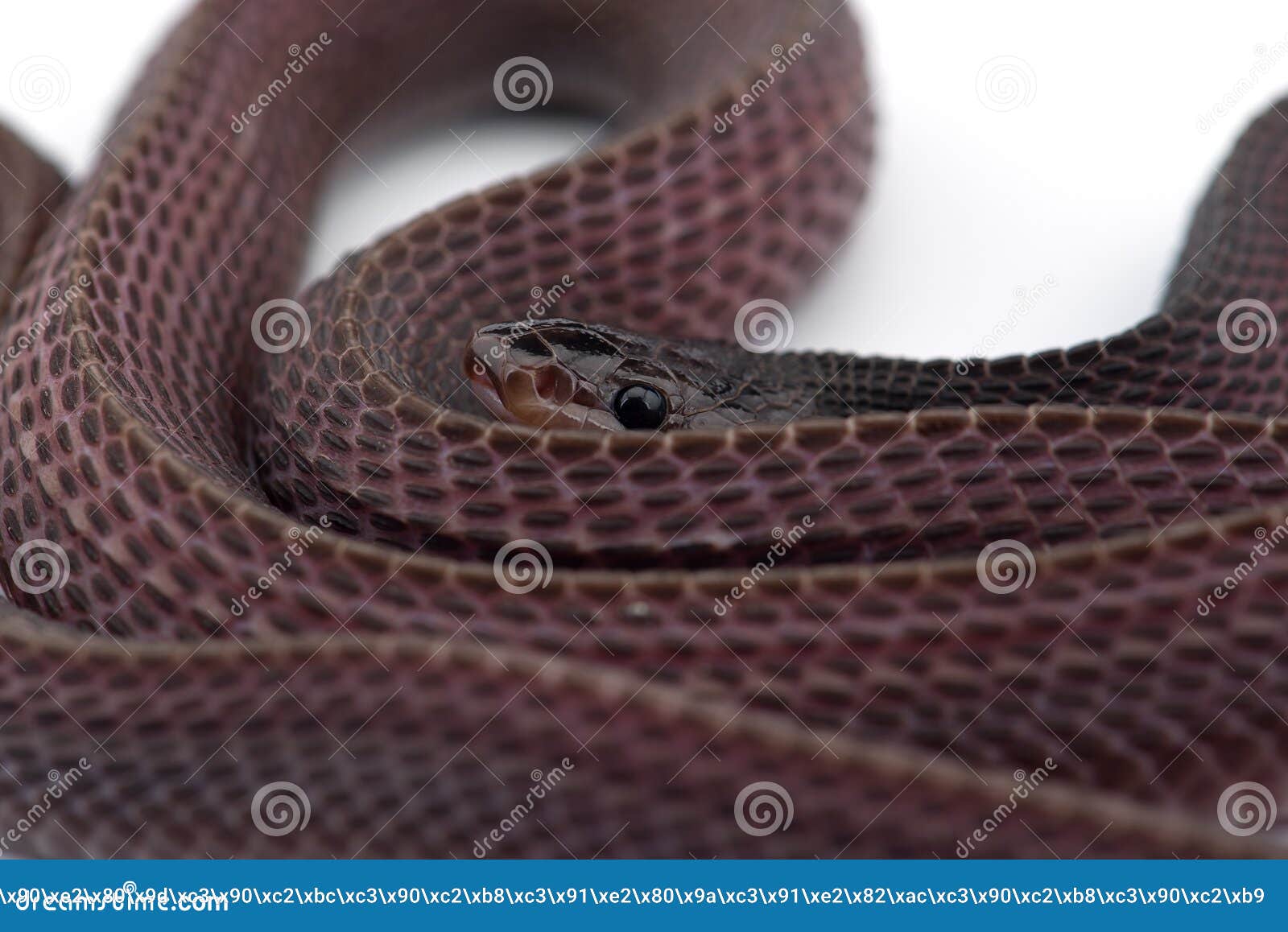 The Cape File Snake Isolated on White Background Stock Image - Image of ...