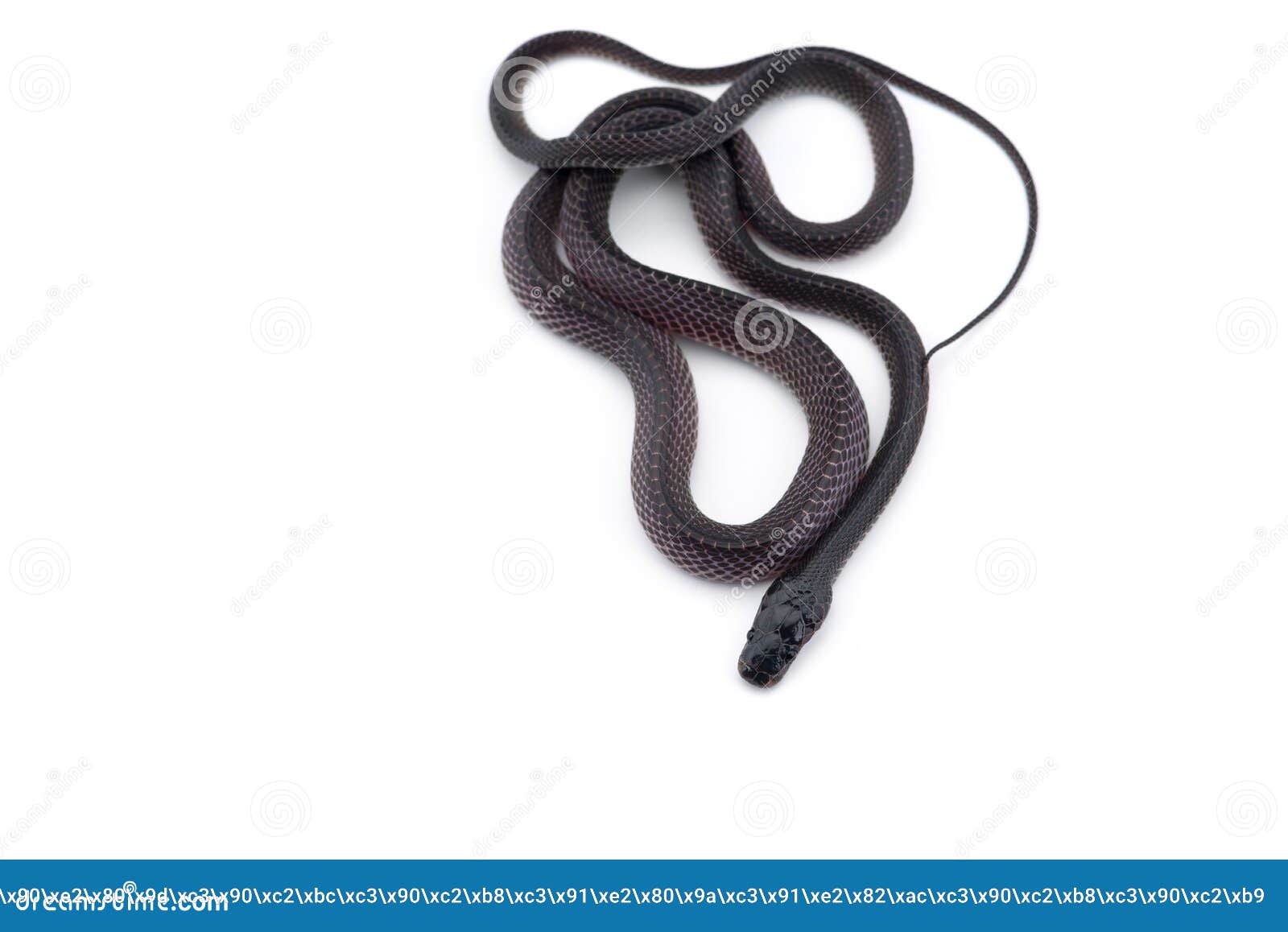 The Cape File Snake Isolated on White Background Stock Image - Image of ...