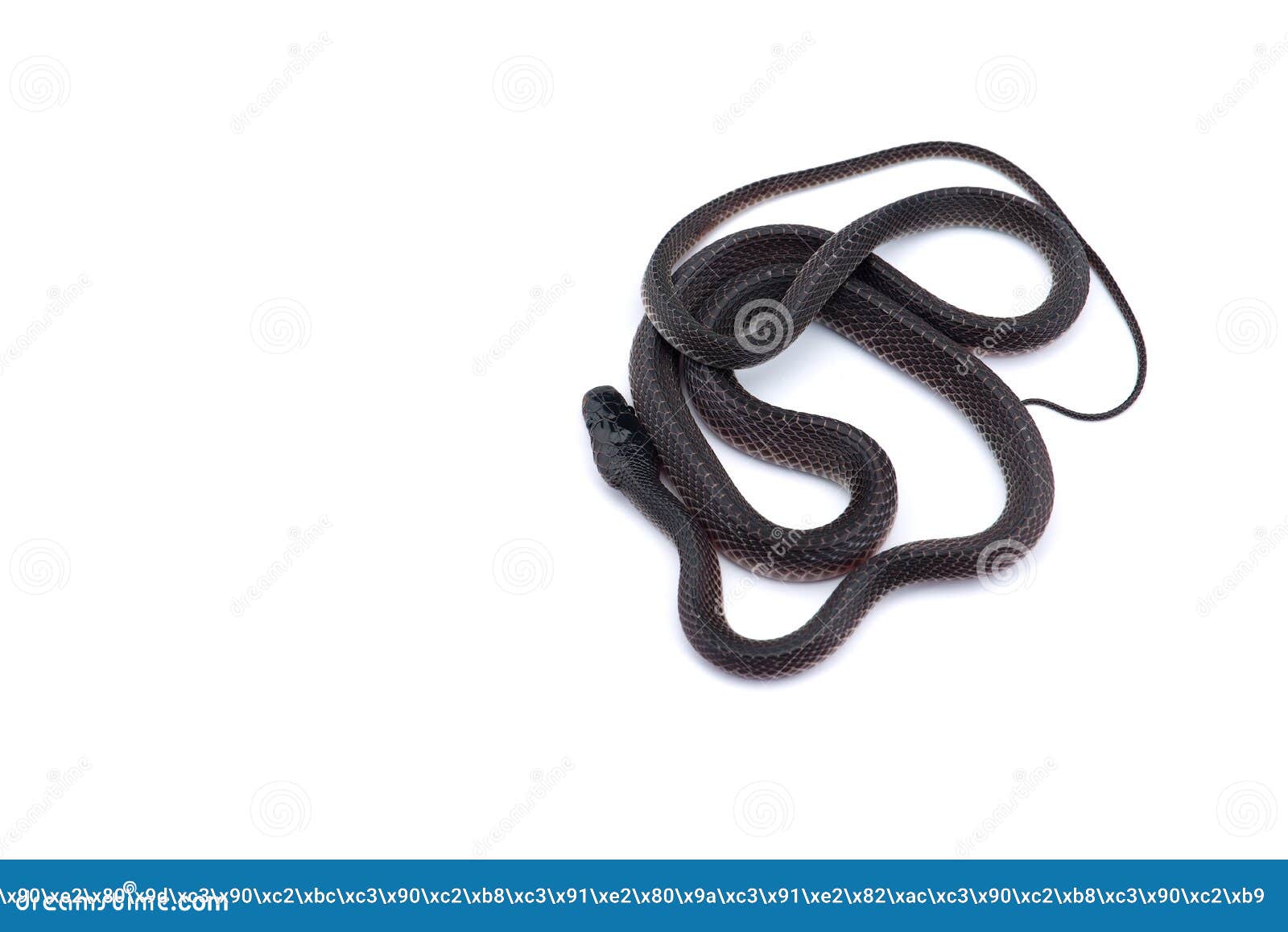 The Cape File Snake Isolated on White Background Stock Photo - Image of ...