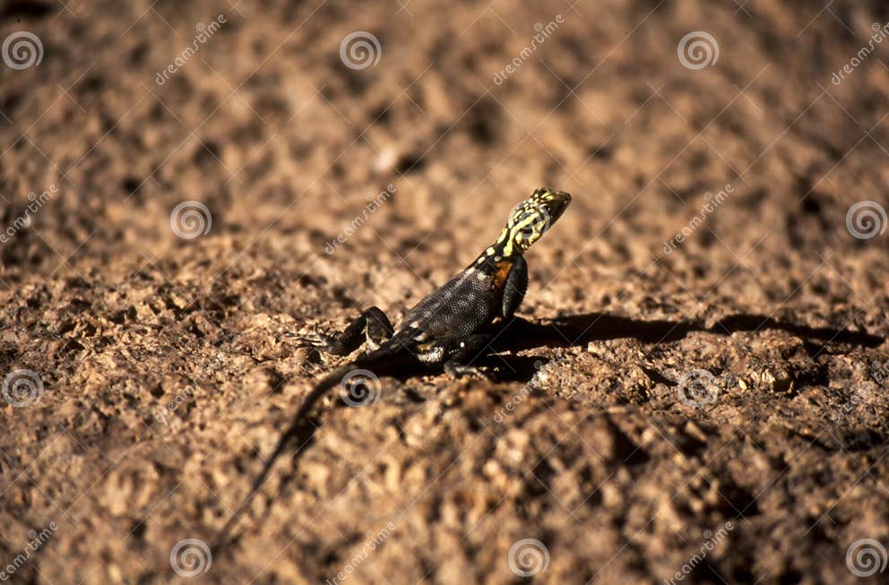 Cape flat lizard stock image. Image of flat, wildlife - 115154013