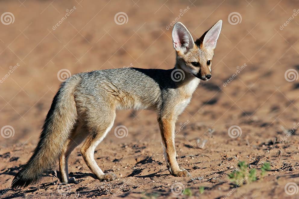 Cape fox stock photo. Image of scavenger, chama, habitat - 13719992