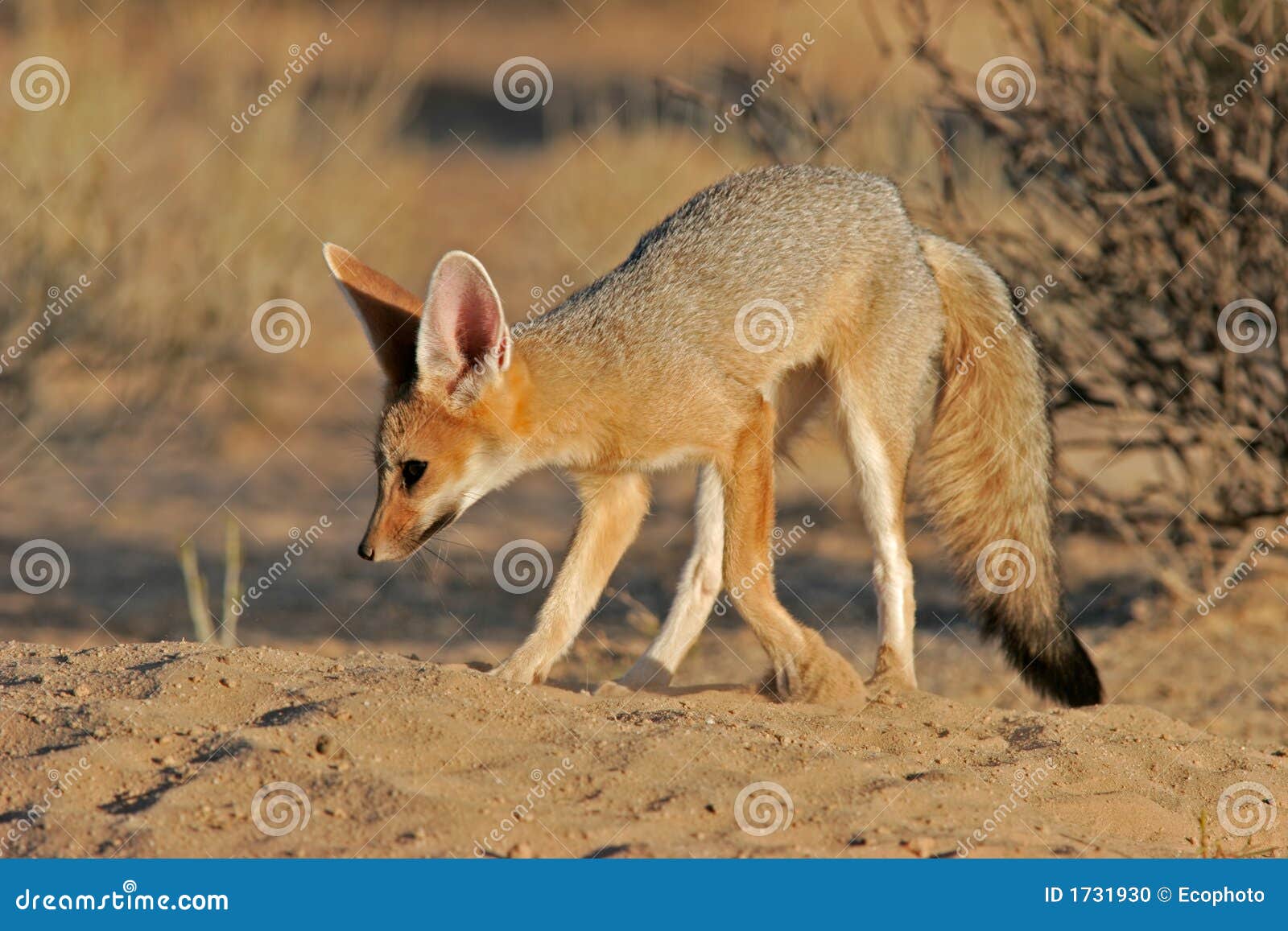 Cape fox stock photo. Image of ecology, savanna, predator - 1731930