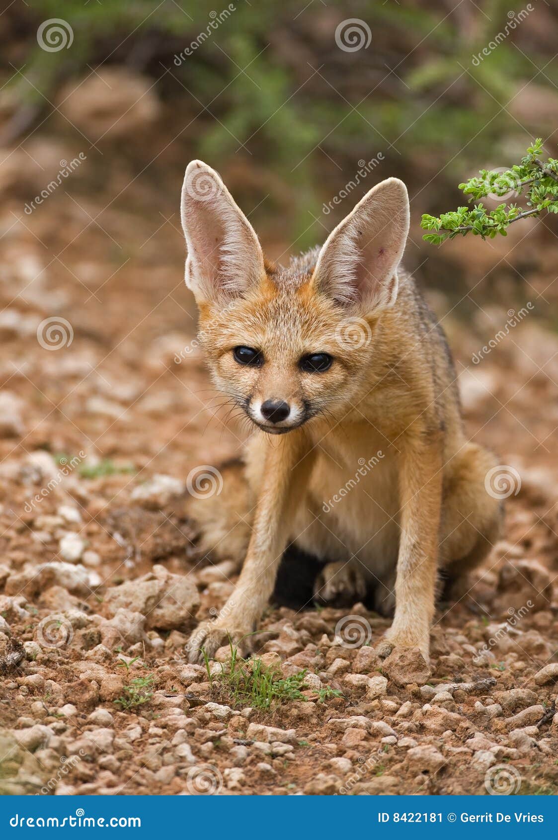 Cape fox stock image. Image of wildlife, sitting, chama - 8422181