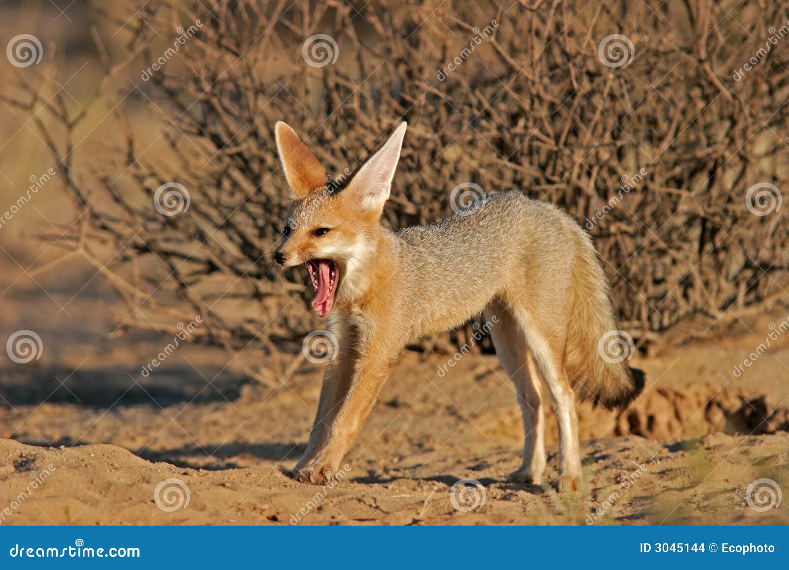 Cape fox (Vulpes chama) stock photo. Image of nature, hair - 3045144