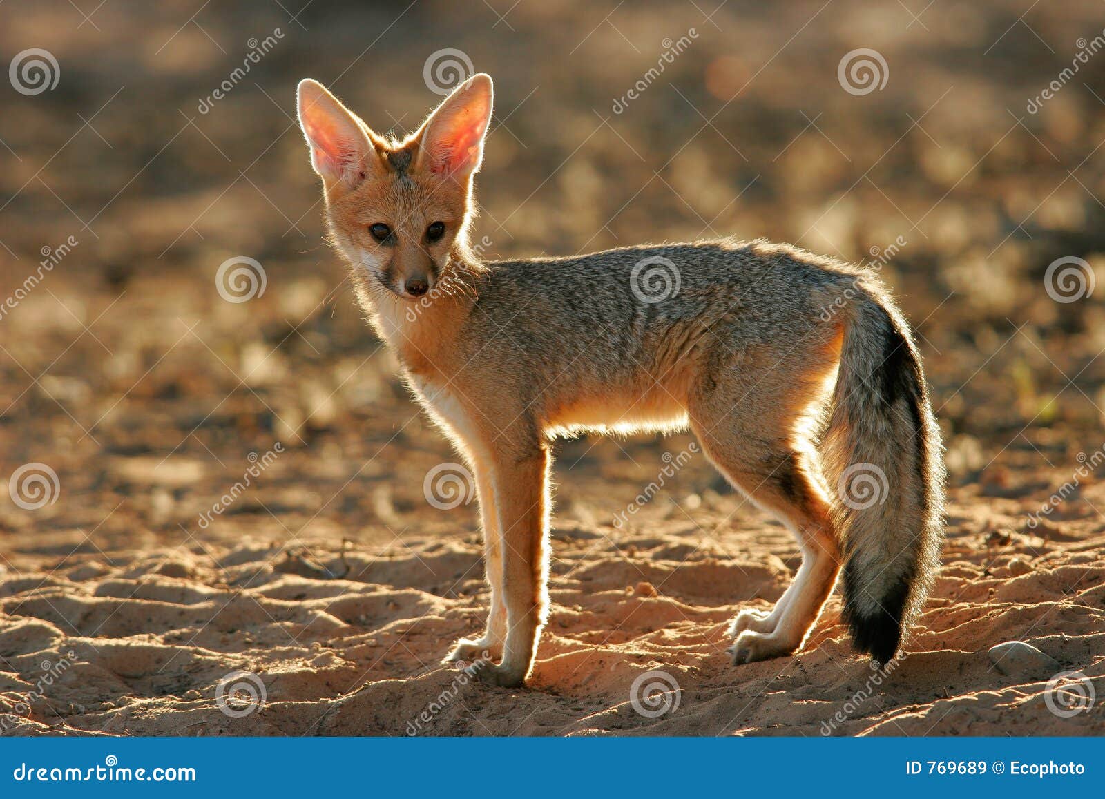 Cape fox (Vulpes chama) stock image. Image of natural, outdoor - 769689