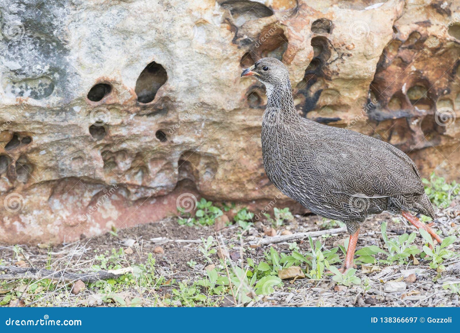 Cape Francolin or Spurfowl Walking Past Rocks Stock Image - Image of ...