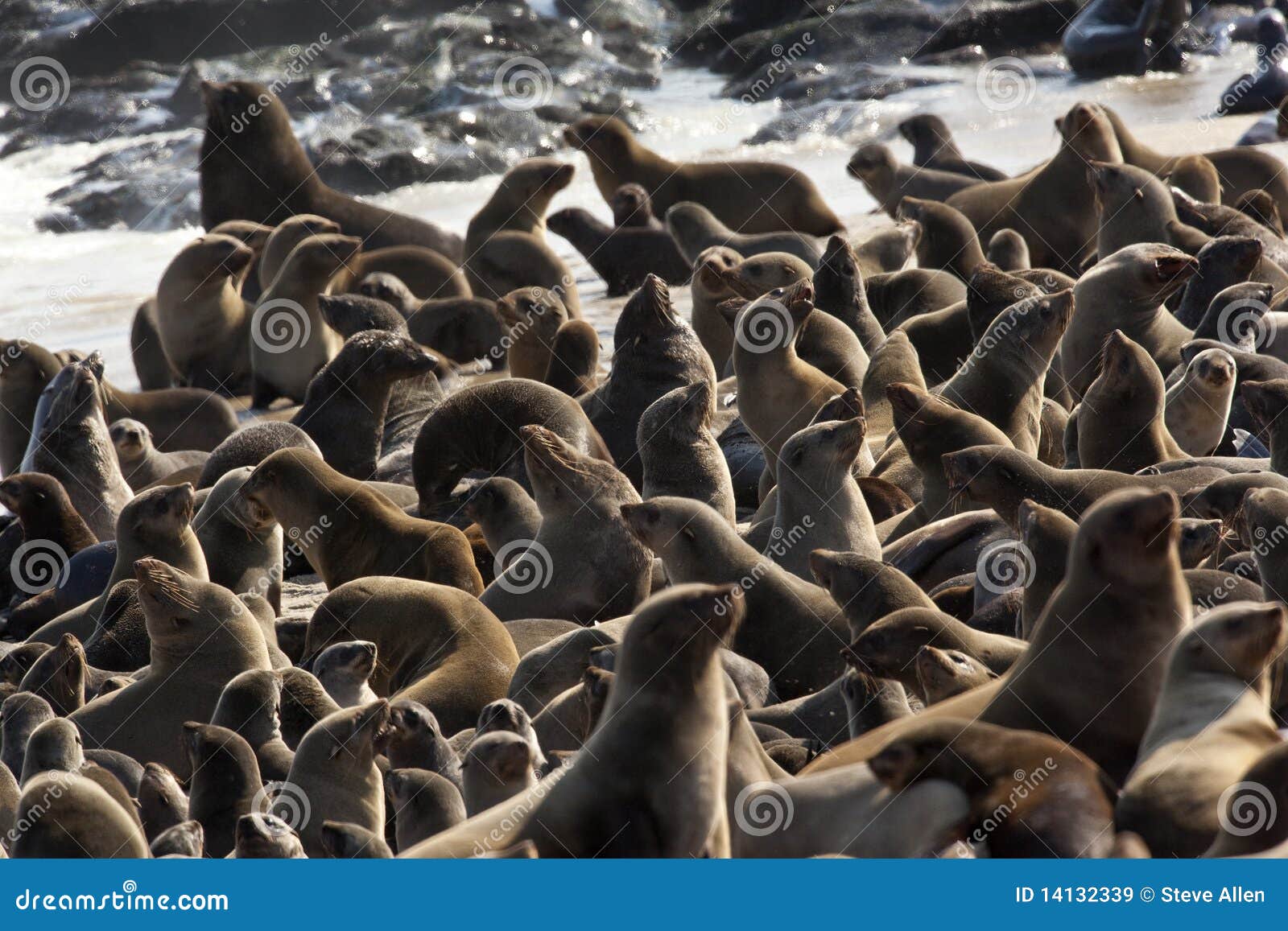 Cape Fur Seal Colony in Namibia Stock Image - Image of african ...