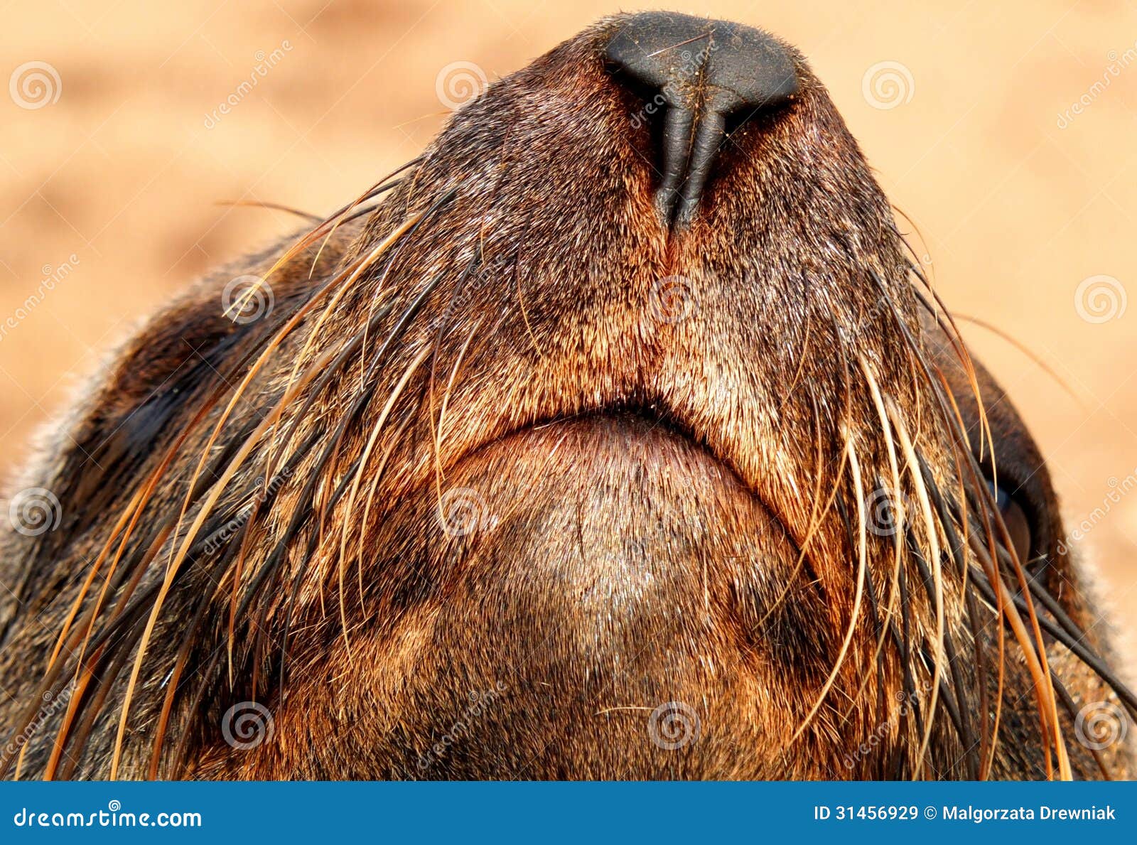 Cape Fur Seal Picture. Image: 31456929