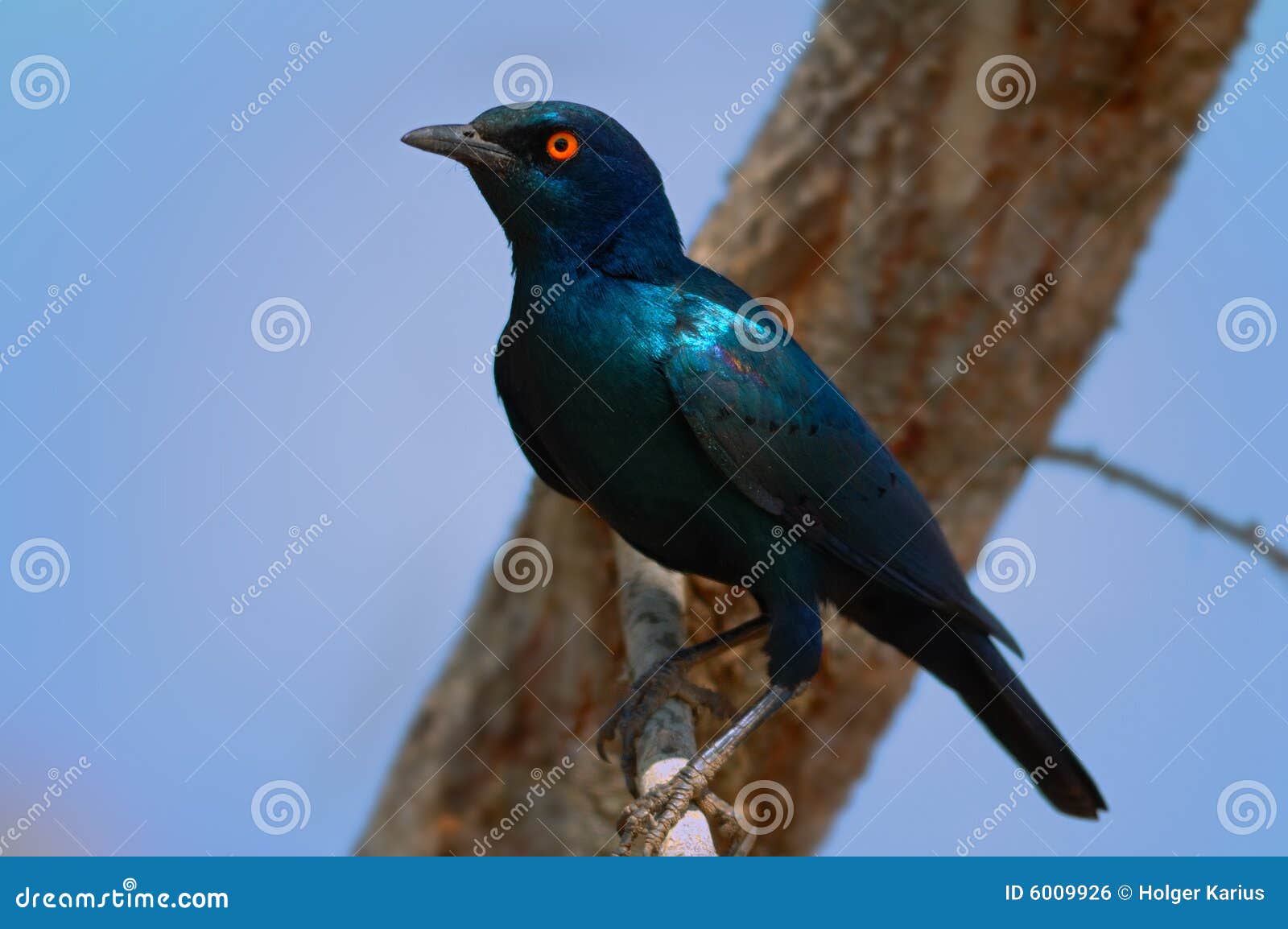 Cape Glossy Starling stock photo. Image of lamprotornis - 6009926