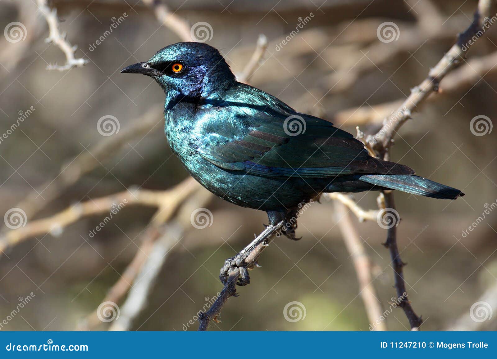 Cape Glossy Starling Lamprotornis Nitens Stock Image | CartoonDealer ...