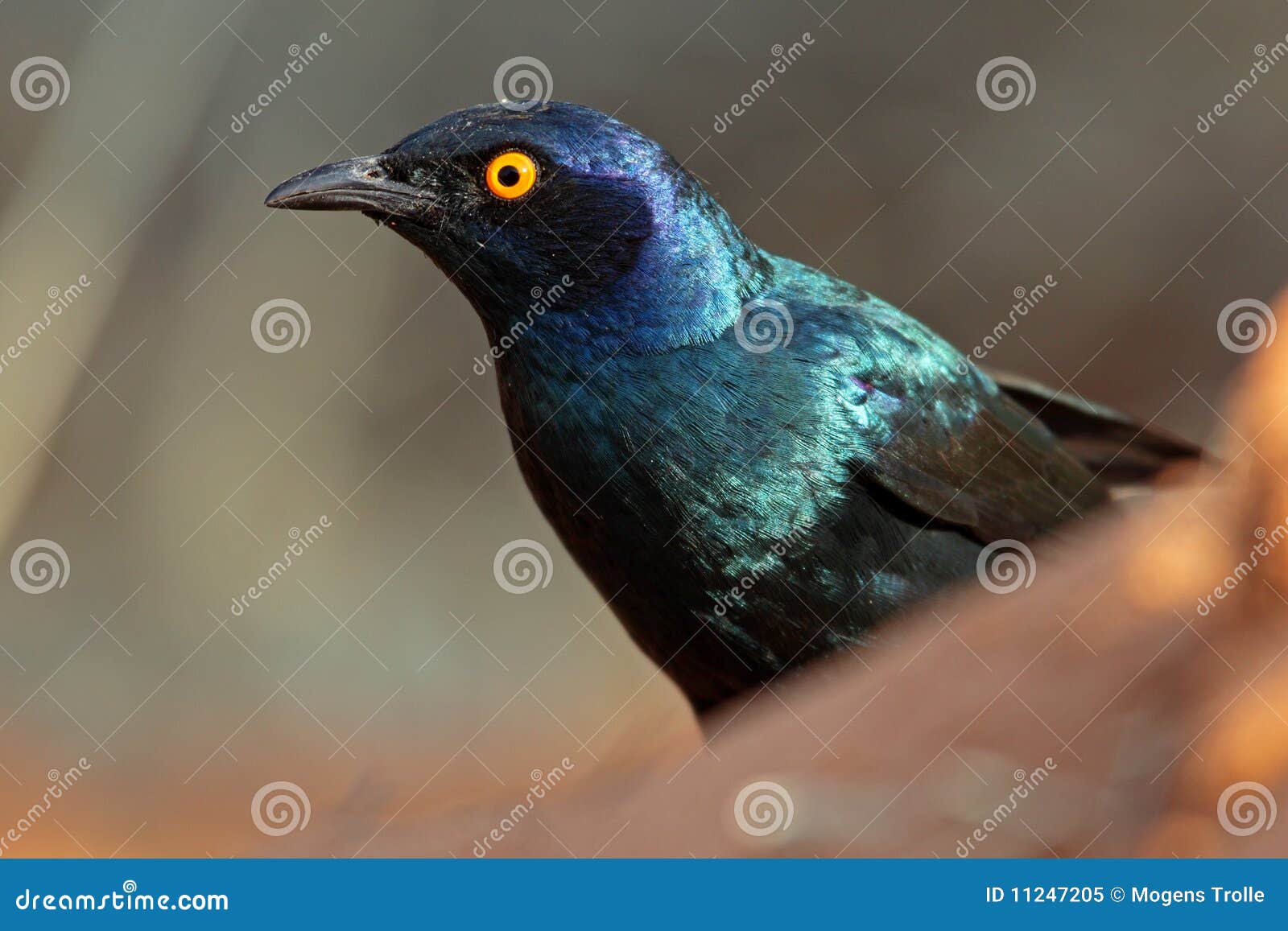Cape Glossy Starling Lamprotornis Nitens Stock Image | CartoonDealer ...