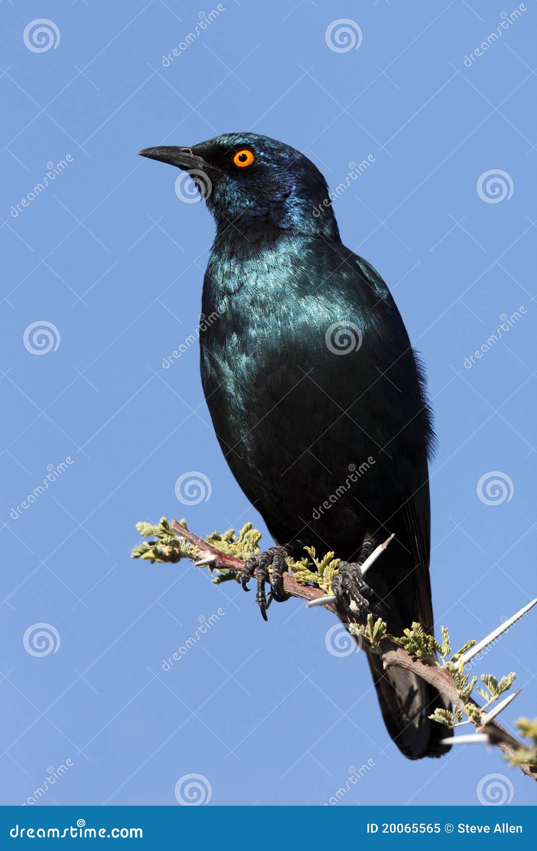 Cape Glossy Starling - Namibia Stock Image - Image of cape, african ...