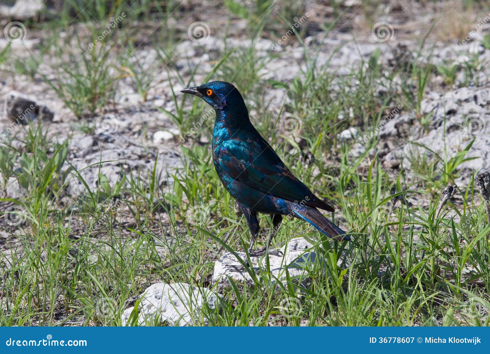 Cape-glossy Starling stock image. Image of habitat, standing - 36778607