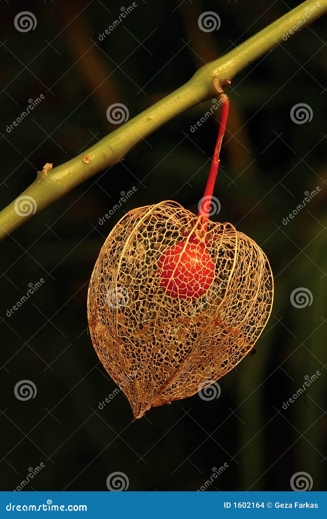 Cape gooseberry stock photo. Image of physalis, ground - 1602164