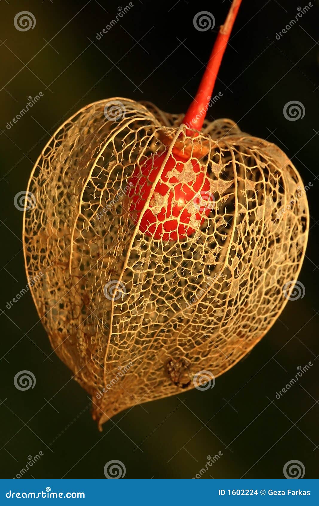 Cape gooseberry stock photo. Image of tasty, ground, vitamin - 1602224